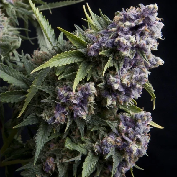 Auto Purple | Seedharta
