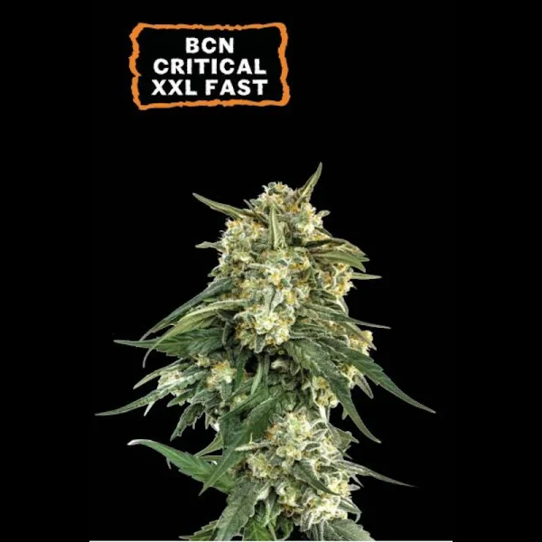 BCN Critical XXL Fast Fem | Seedharta