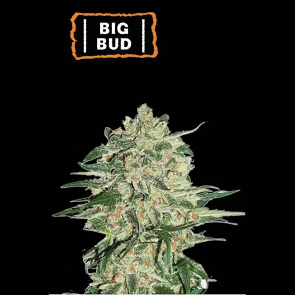 Big Bud | Seedharta