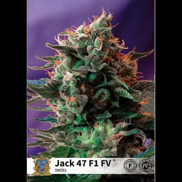 Jack 47 F1 | Seedharta