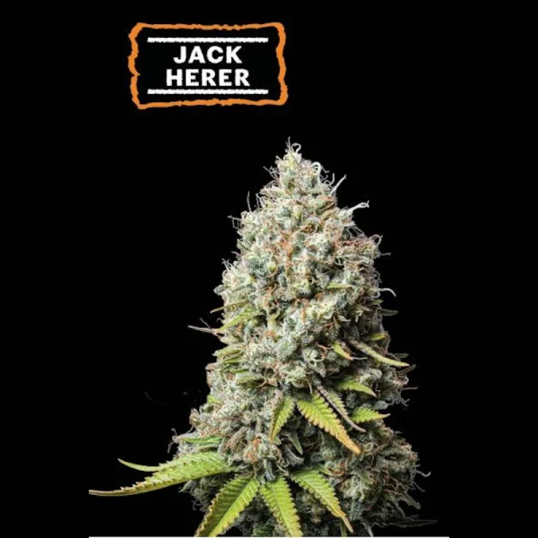 Jack Herer | Seedharta